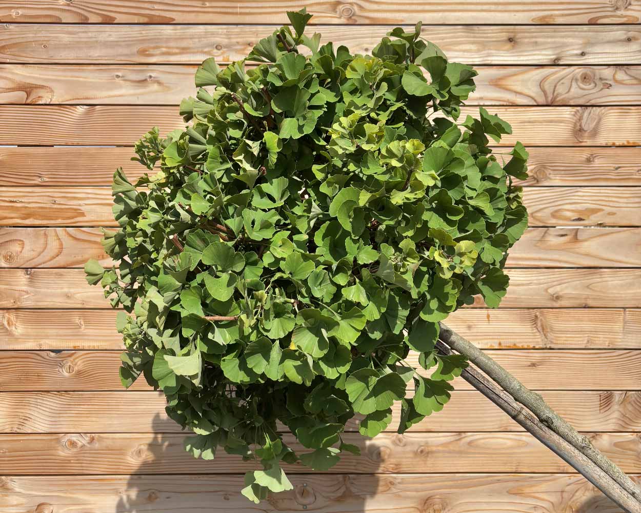 Ginkgo – Ginkgo biloba ‘Mariken’ (Hochstamm) – Blupf by Kitzinger